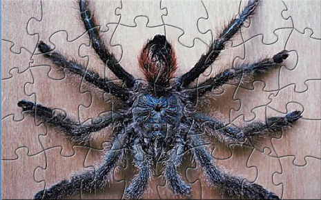 microsoft spider solitaire softwares - Free download - FreeWares